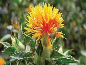 Geleceğin bitkisi Aspir