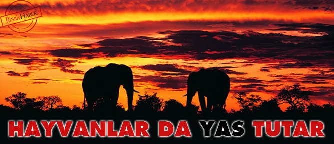 Hayvanlar da yas tutar