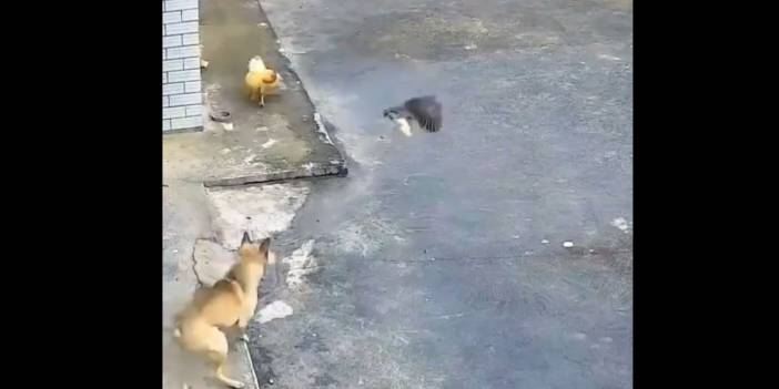 Korkak tavuk, yavrusunu müdafaa için ite atılır, arslana saldırır